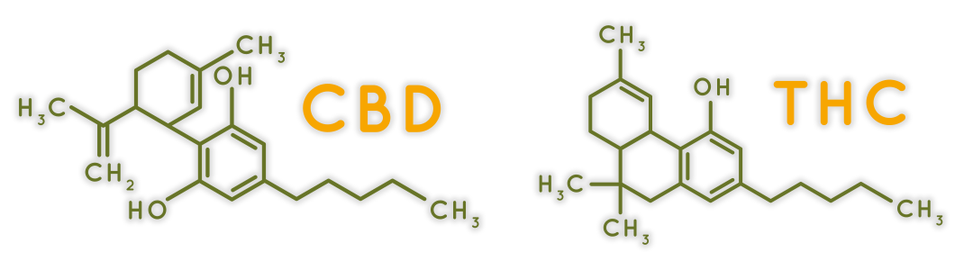 Quelles différences entre cannabis THC et CBD